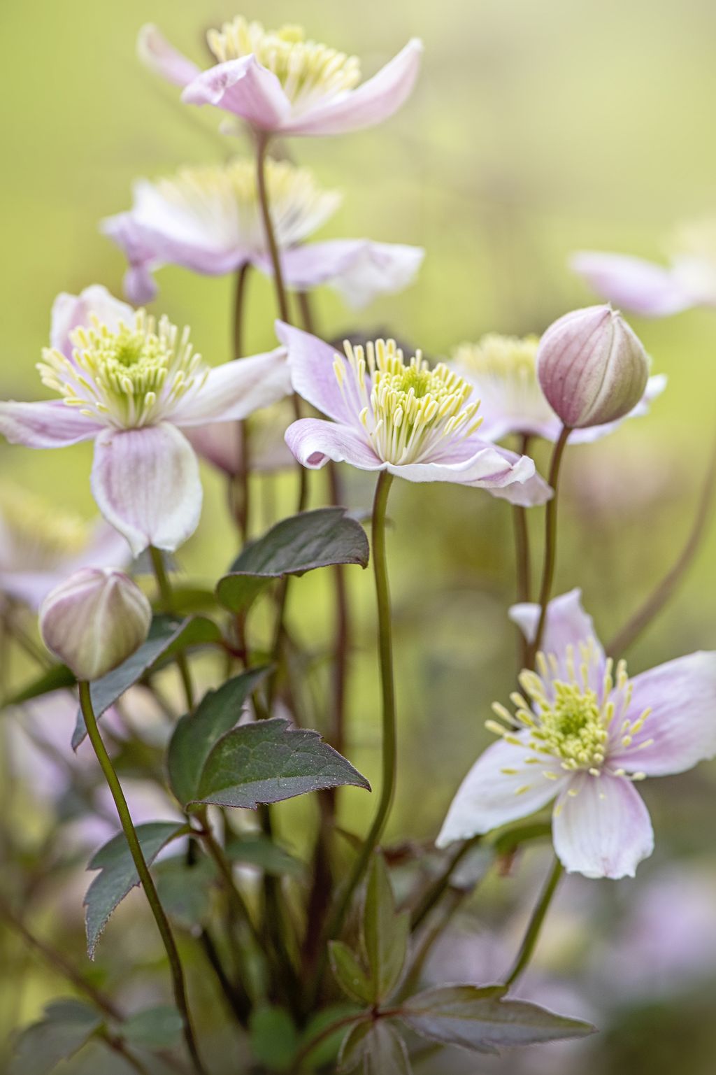 How to grow clematis | Homes and Gardens
