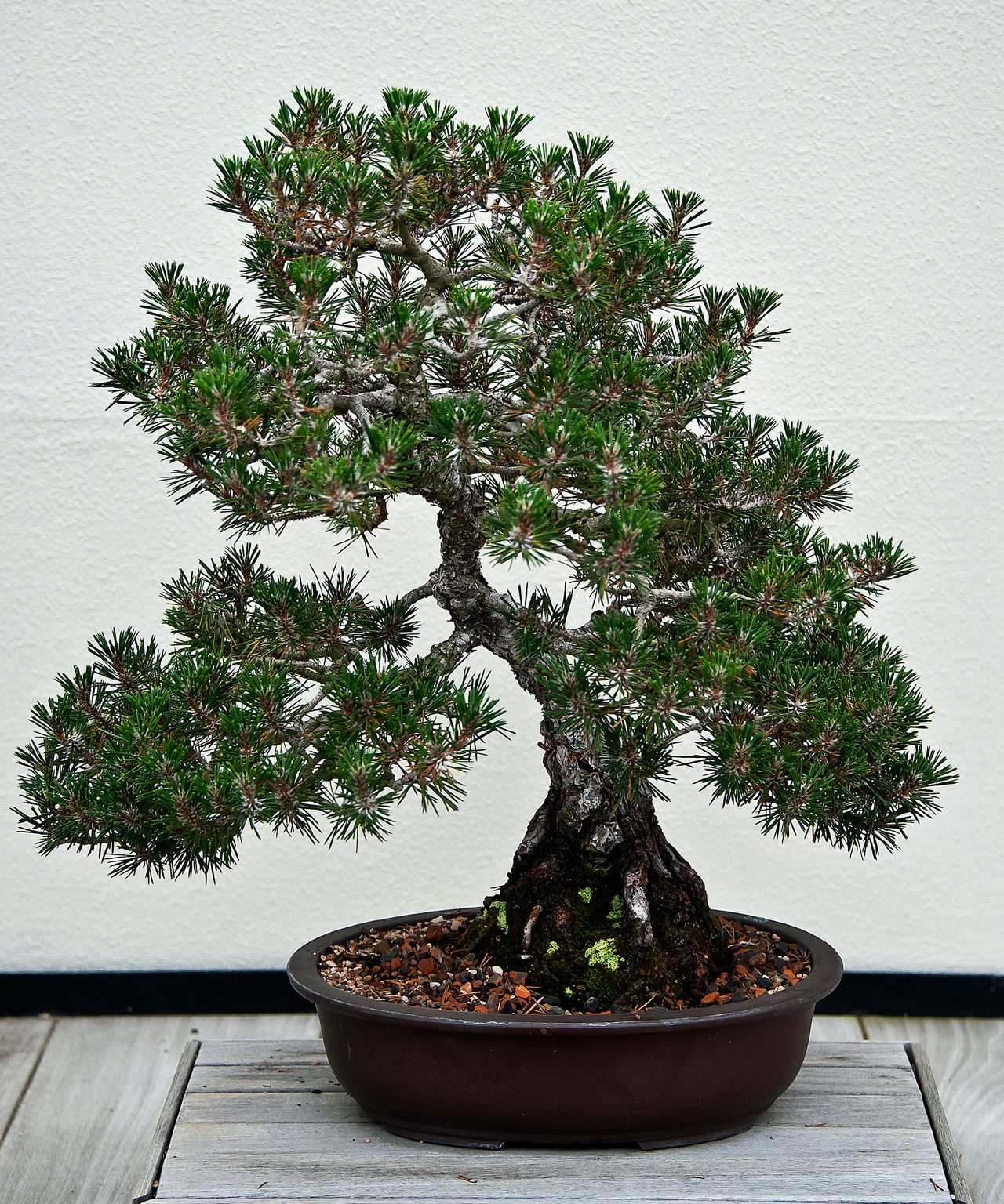 Types of Bonsai Trees — 6 Varieties That Elevate a Home | Livingetc