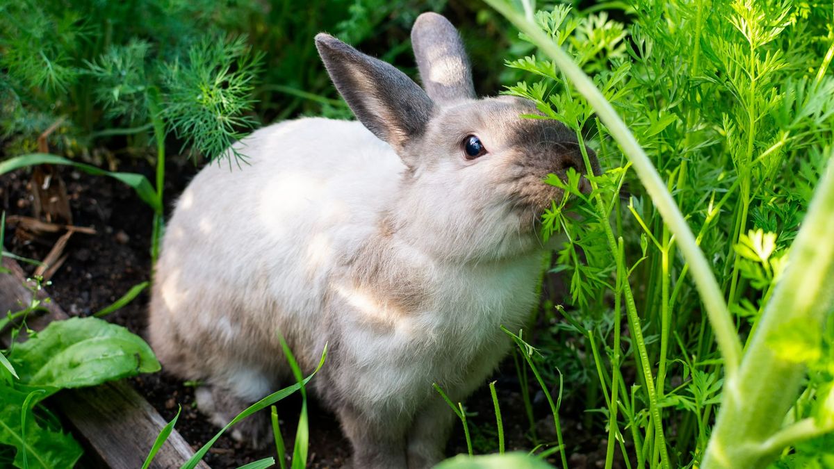 32 surprising things rabbits can eat | PetsRadar