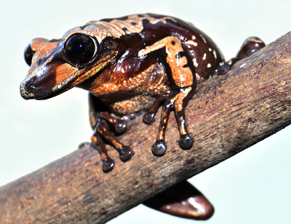 Frogs from Hell: Their Venomous Head Spikes Could Kill You | Live Science