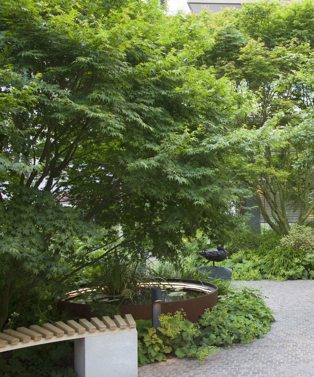 How to grow sassafras: expert native tree advice | Homes and Gardens