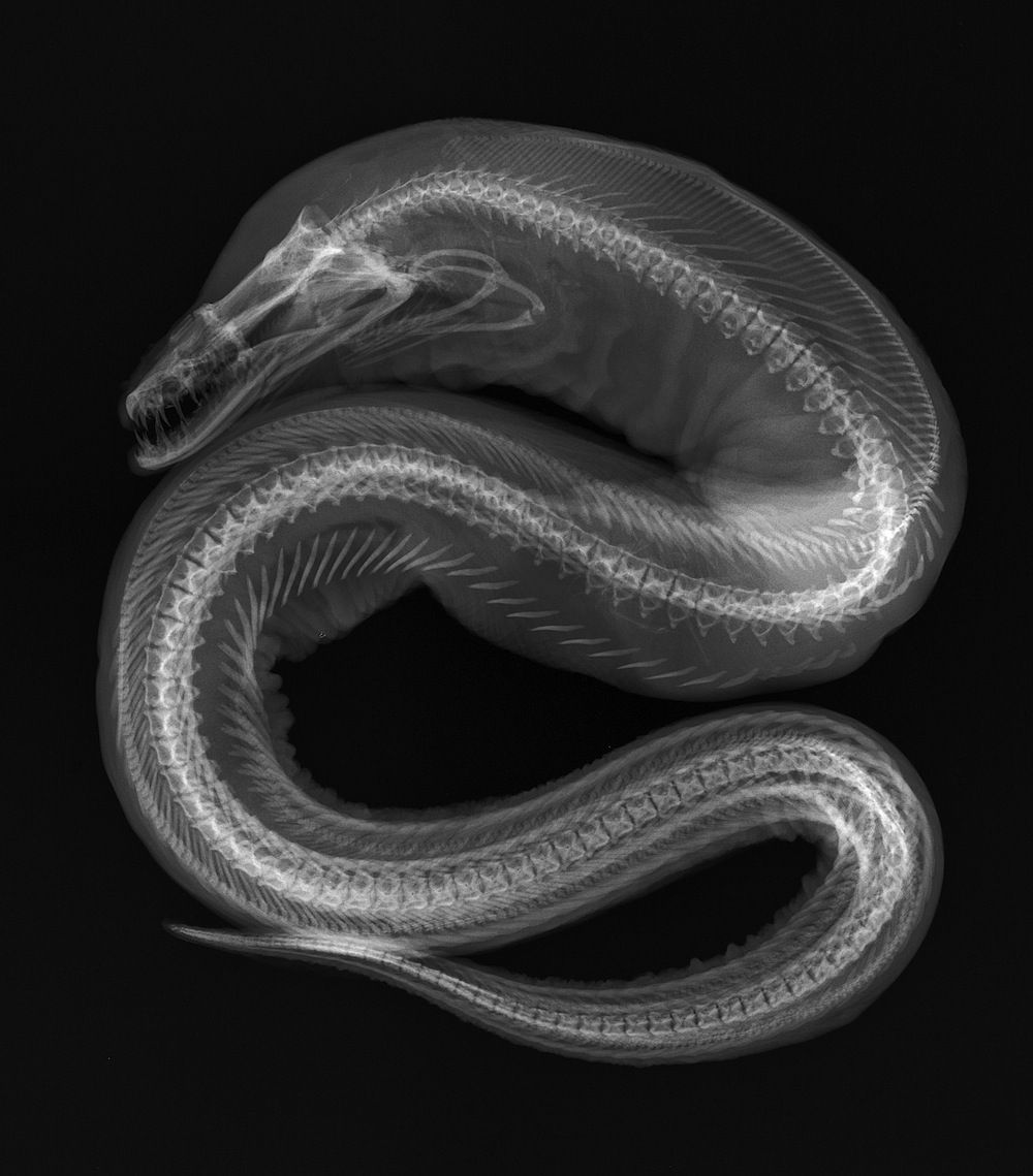 Images: Stunning Fish X-rays | Live Science
