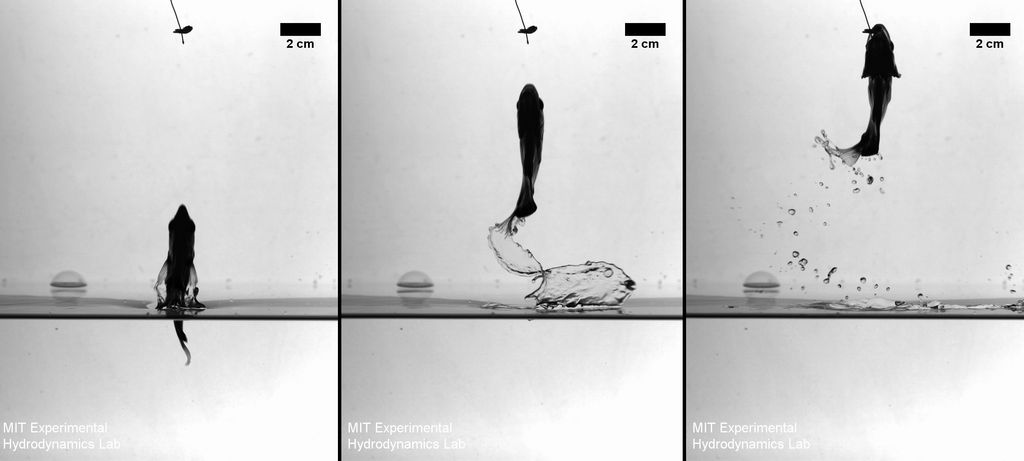 Taking the Leap: Archerfish Snag More Prey with Amazing Jumps | Live ...