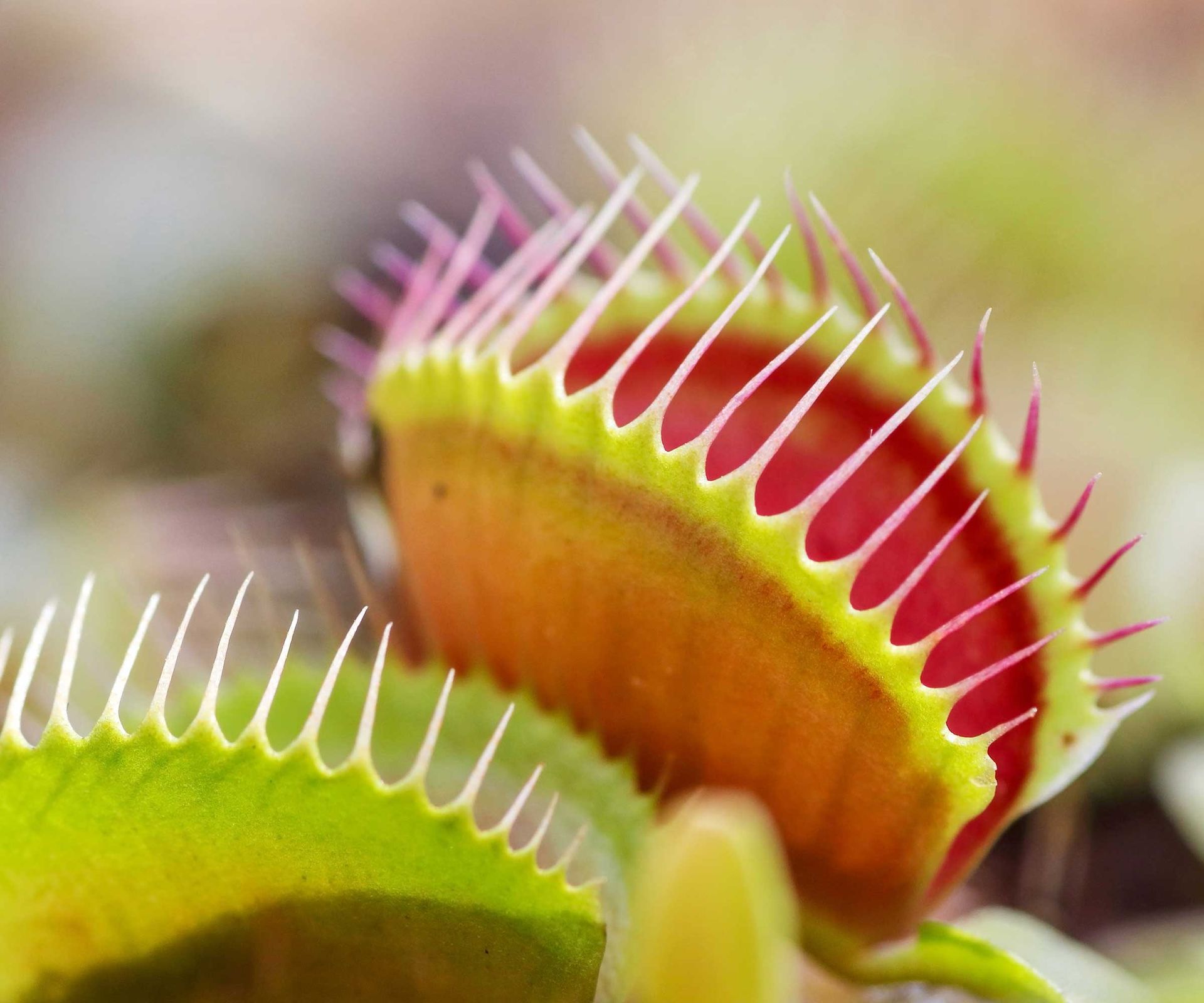How to propagate a Venus flytrap: three easy methods | Homes and Gardens