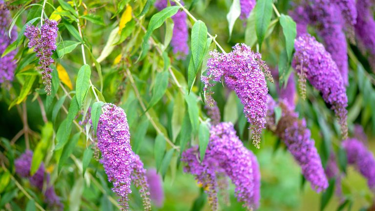 Why Are Butterfly Bushes Bad? And What to Plant Instead | Livingetc