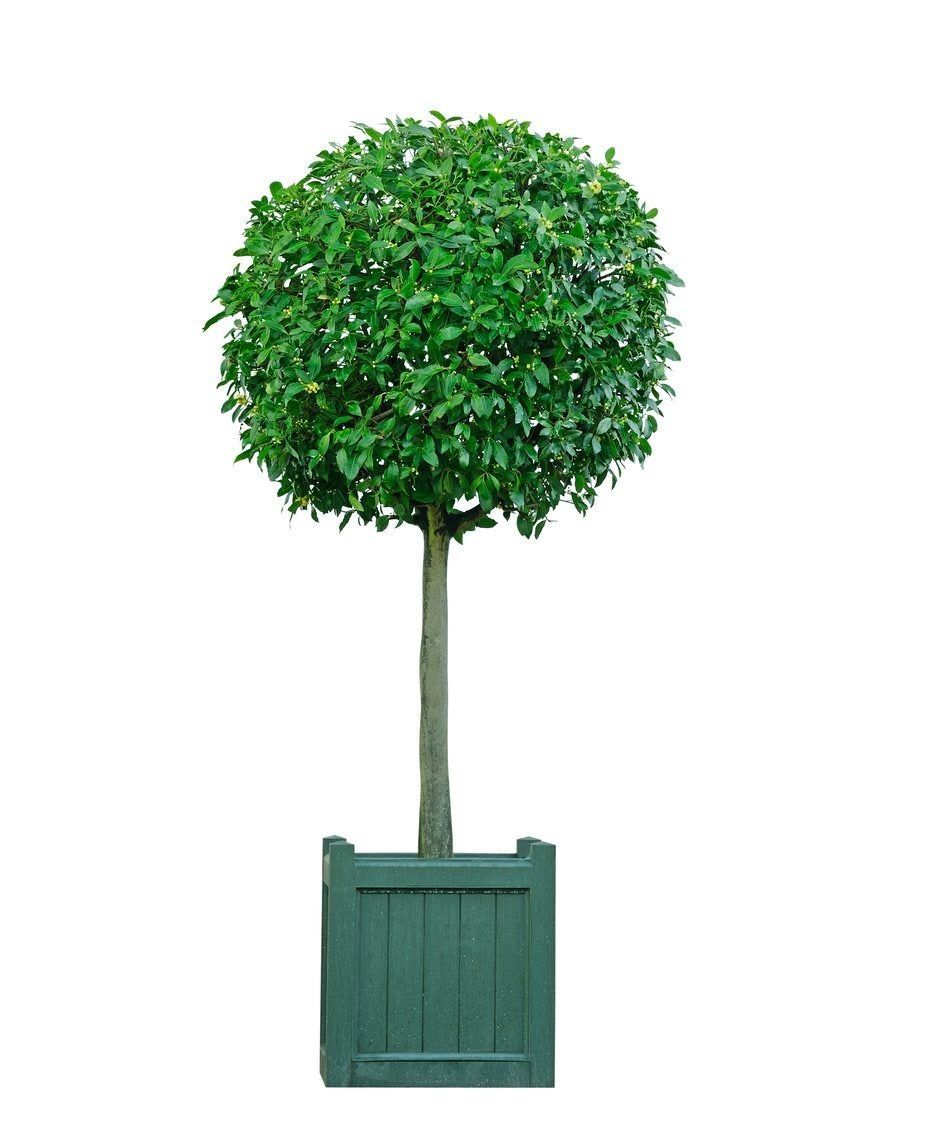 Bay Tree Topiary Ideas: How To Make A Bay Topiary For Your Garden ...