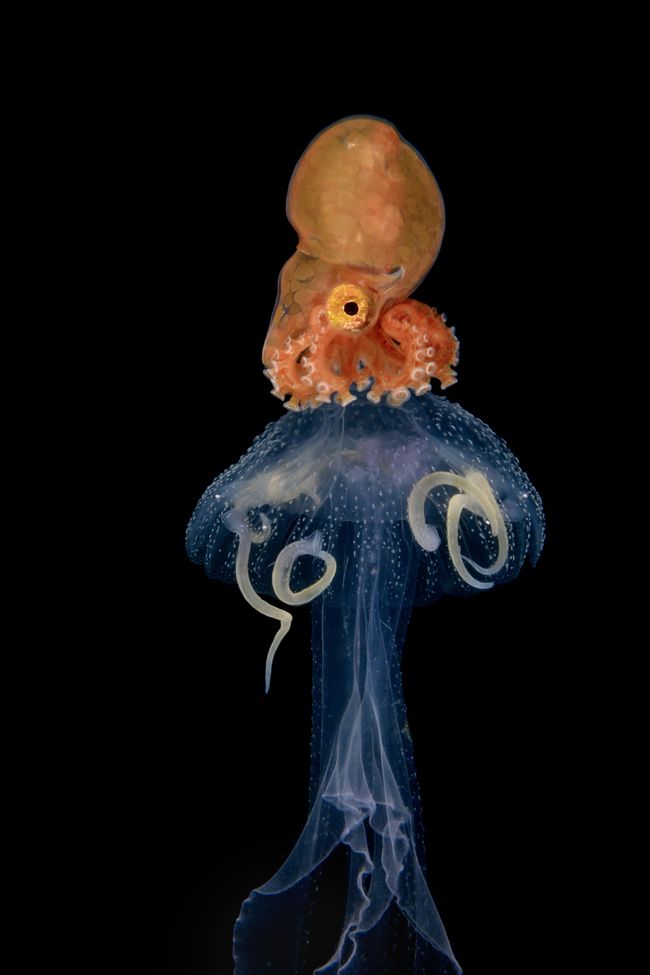 Photos of Colorful, Majestic Marine Creatures Are 'A Visual Feast ...
