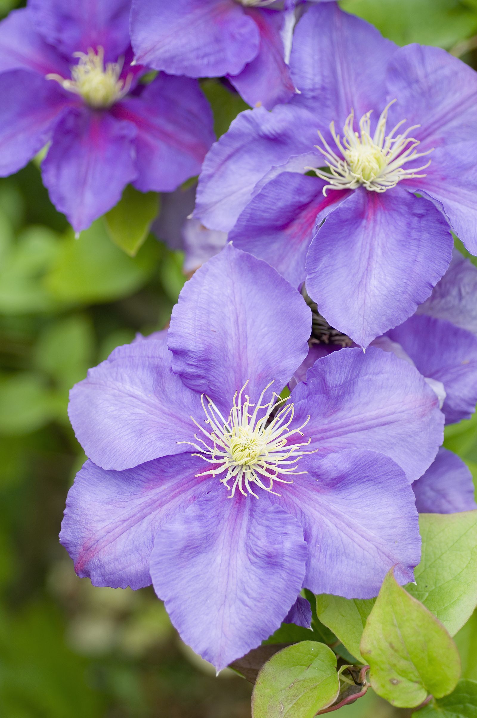 How to prune clematis: everything you need to know | Homes and Gardens