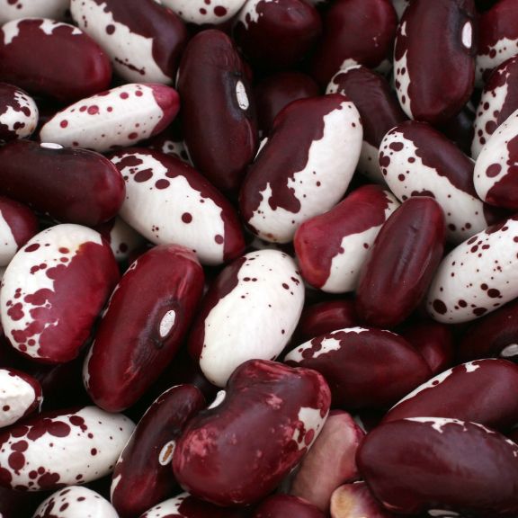 All About Bush Beans | Gardening Know How