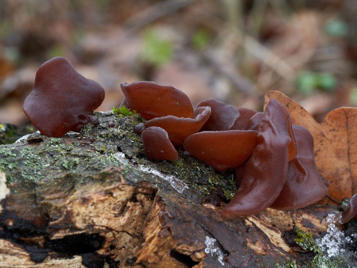 Identifying Wood Ear Mushrooms: What To Do With A Jelly Ear Mushroom ...