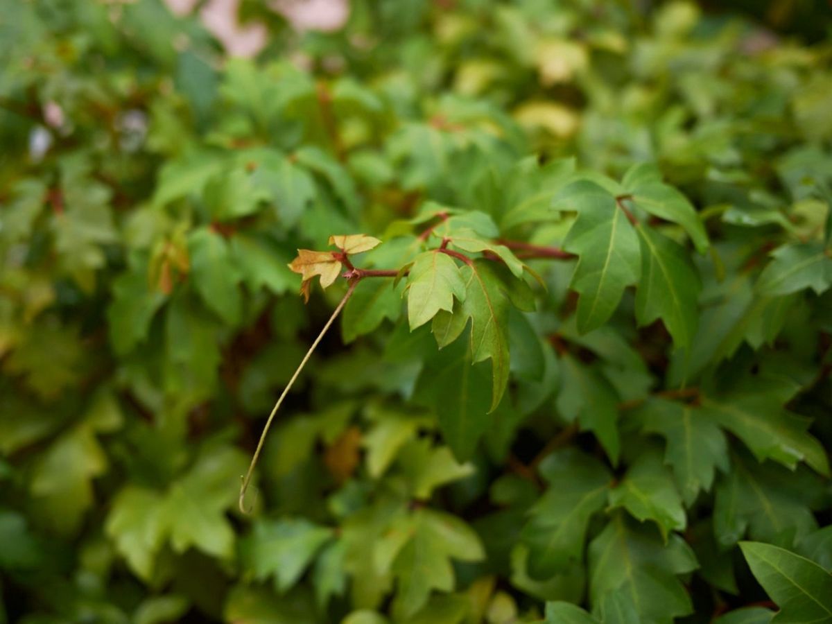 Grape Ivy Plant Problems - Reasons And Fixes For Yellow Leaves On Grape ...