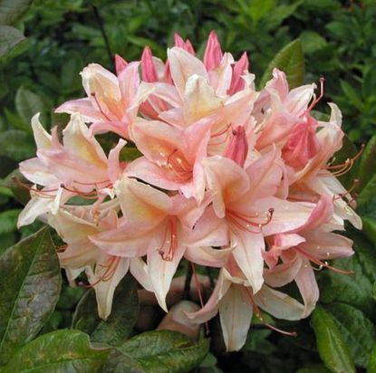 How to prune azaleas – and when to leave them alone | Country