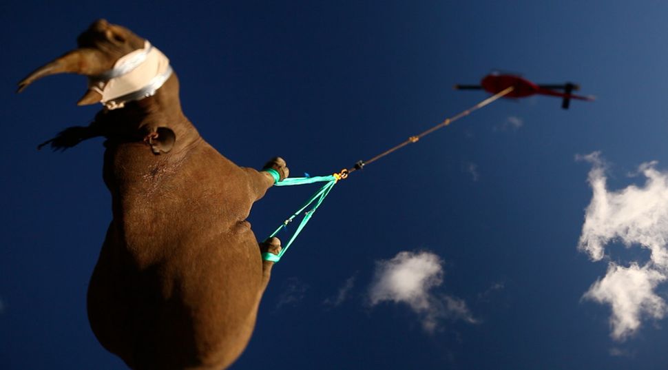 Up and Away! Photos of Rhinos in Flight | Live Science