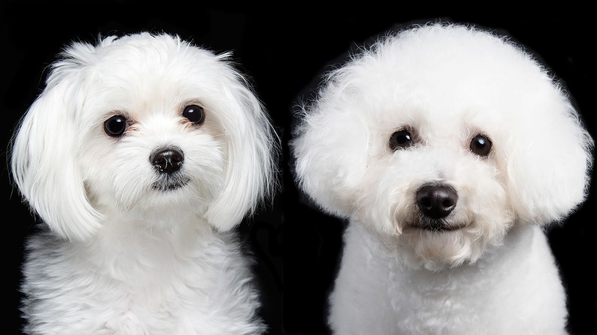 Bichon Frise vs Maltese: What's the difference? | PetsRadar