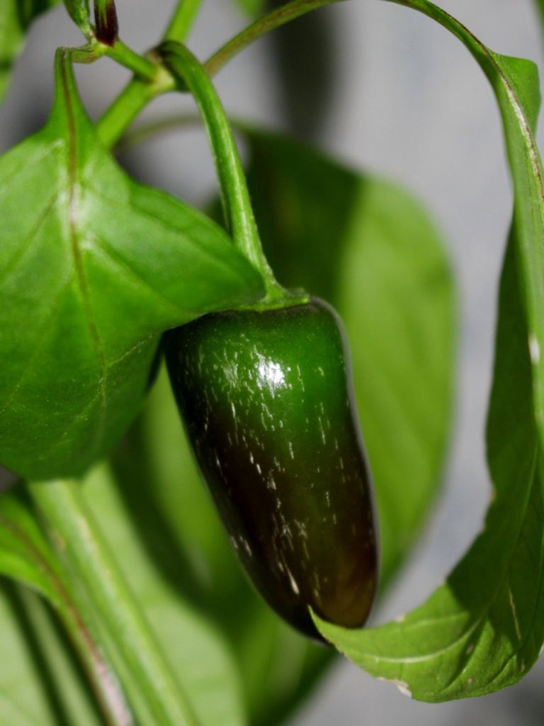Jalapeño Corking - Tips For Harvesting Jalapeños | Gardening Know How