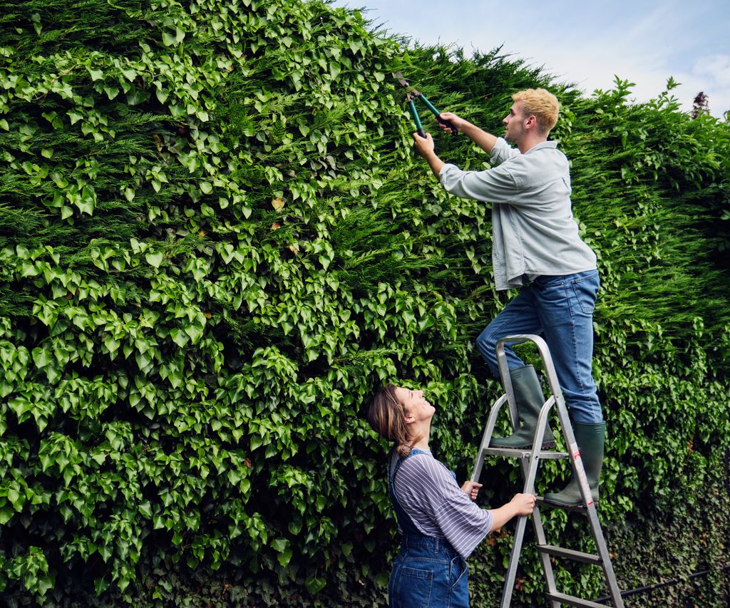 What is the legal height of a hedge between neighbours? | Homebuilding