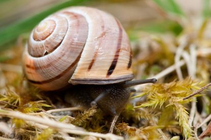 A simple guide to Britain's snails | Country Life