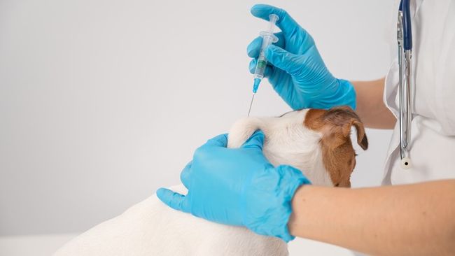 Diabetic ketoacidosis in dogs: A vet’s guide | PetsRadar