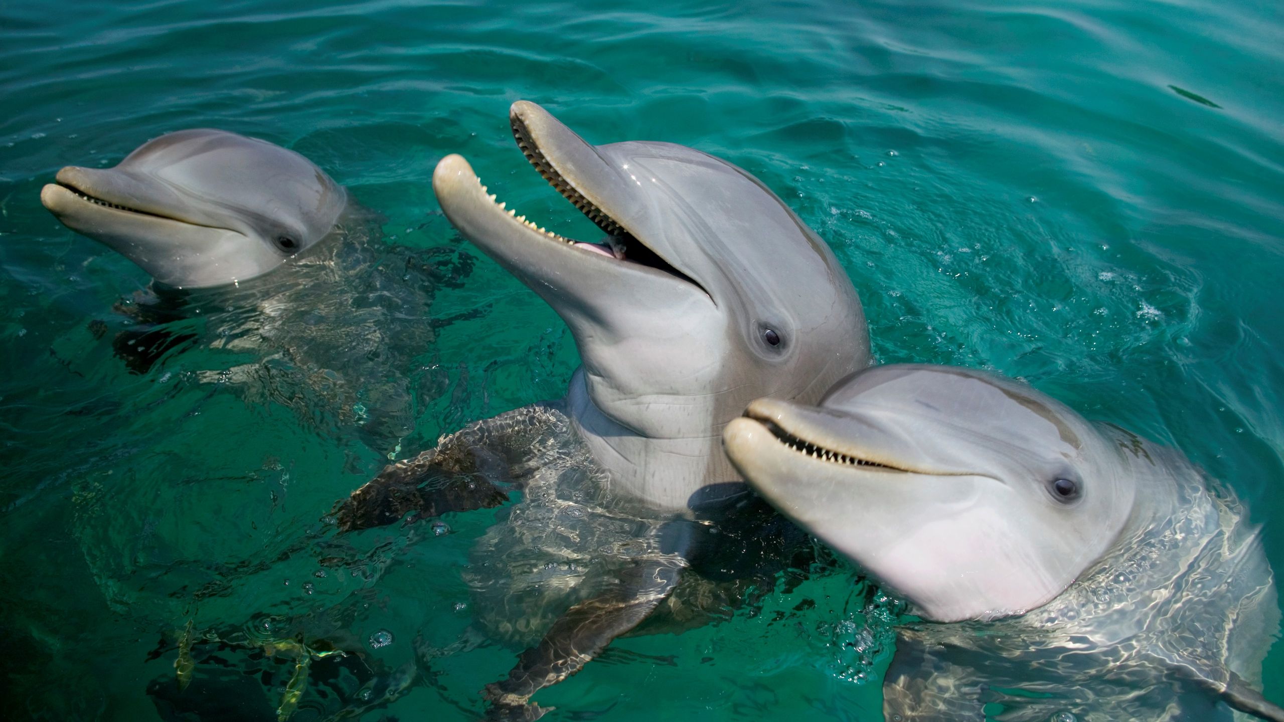 Dolphins and orcas have passed the evolutionary point of no return to ...