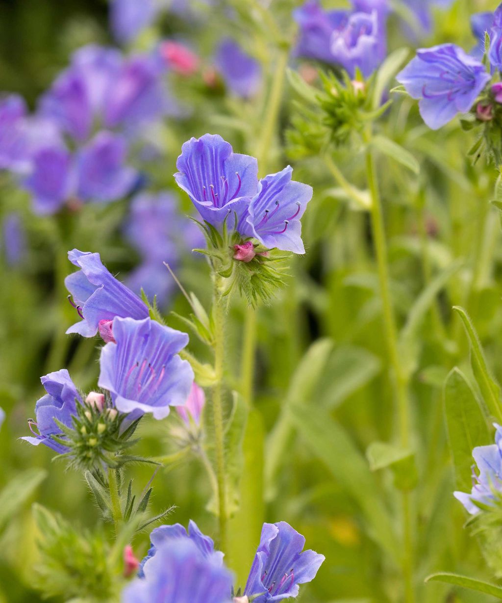 Best annual flowers: 10 bright and beautiful garden blooms | Homes and Gardens