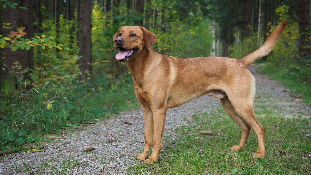 How to know if your dog is happy: 10 signs to look for | PetsRadar