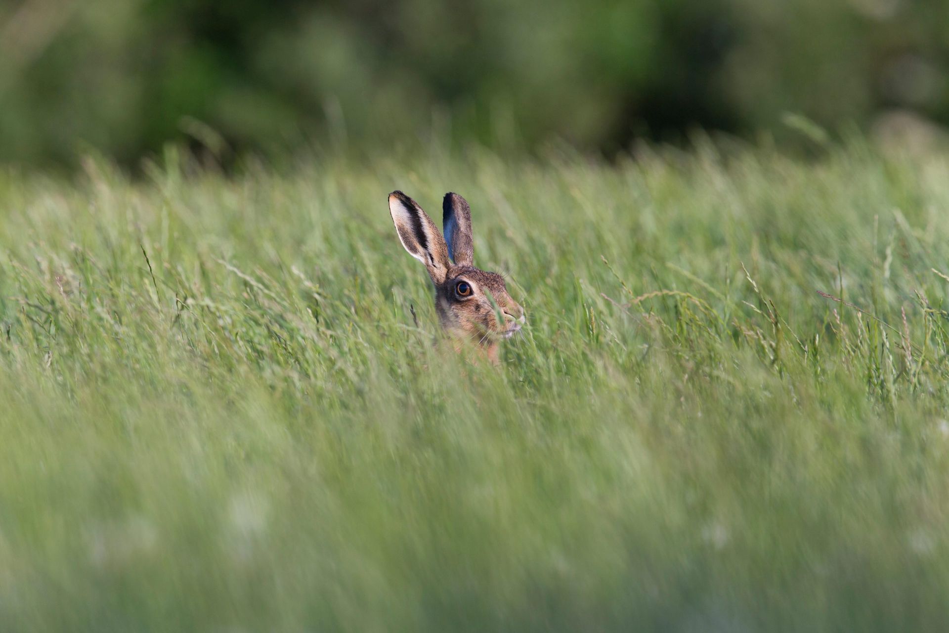 9 fascinating facts about hares | Country Life