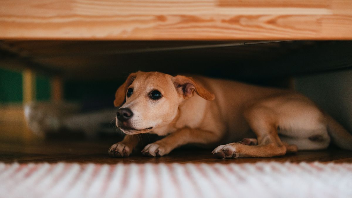 What I wish people knew about aggressive and anxious dogs | PetsRadar