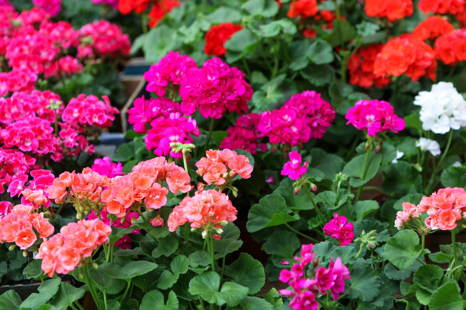 How to Overwinter Geraniums — 6 Simple Steps From an Expert | Livingetc