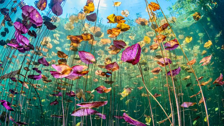 This vibrant underwater lily field was shot on a 10-year-old DSLR with ...