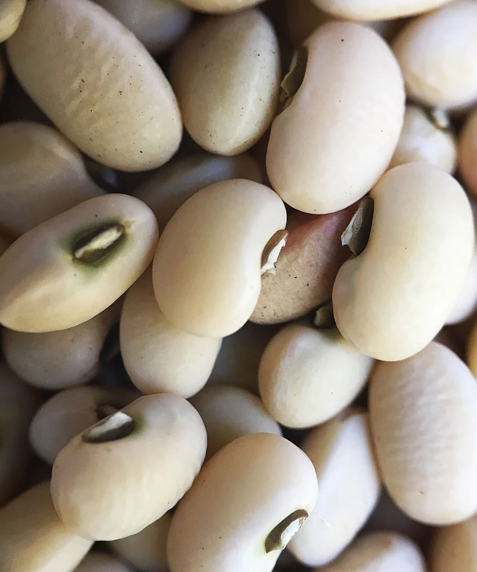 Grow An Italian Vegetable Garden: 8 Authentic Varieties | Gardening ...
