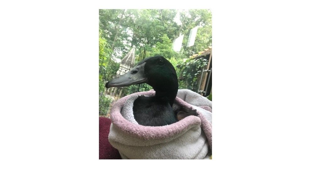 2020’s 5 Bravest Animals: The pets who deserve a medal this year ...