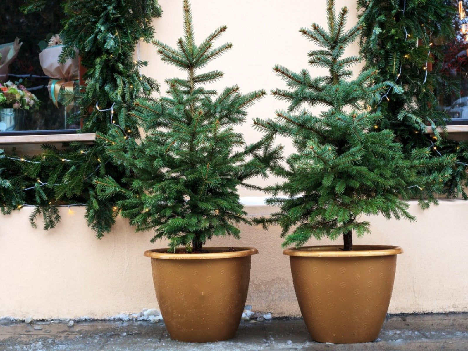 Soil Mix For Evergreen Plantings | Gardening Know How