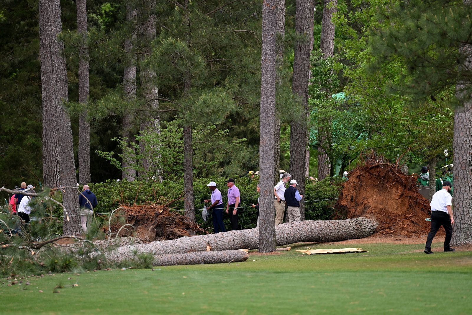 Watch The Terrifying Moment Three Trees Fall Down During Round Two Of ...