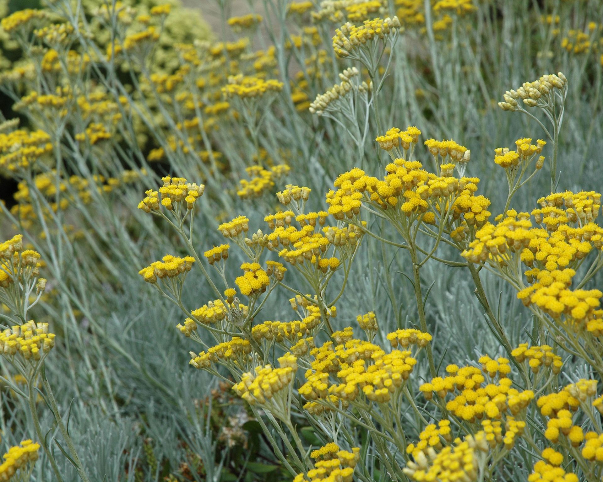 Best coastal plants: 21 top choices that will thrive near the ocean ...