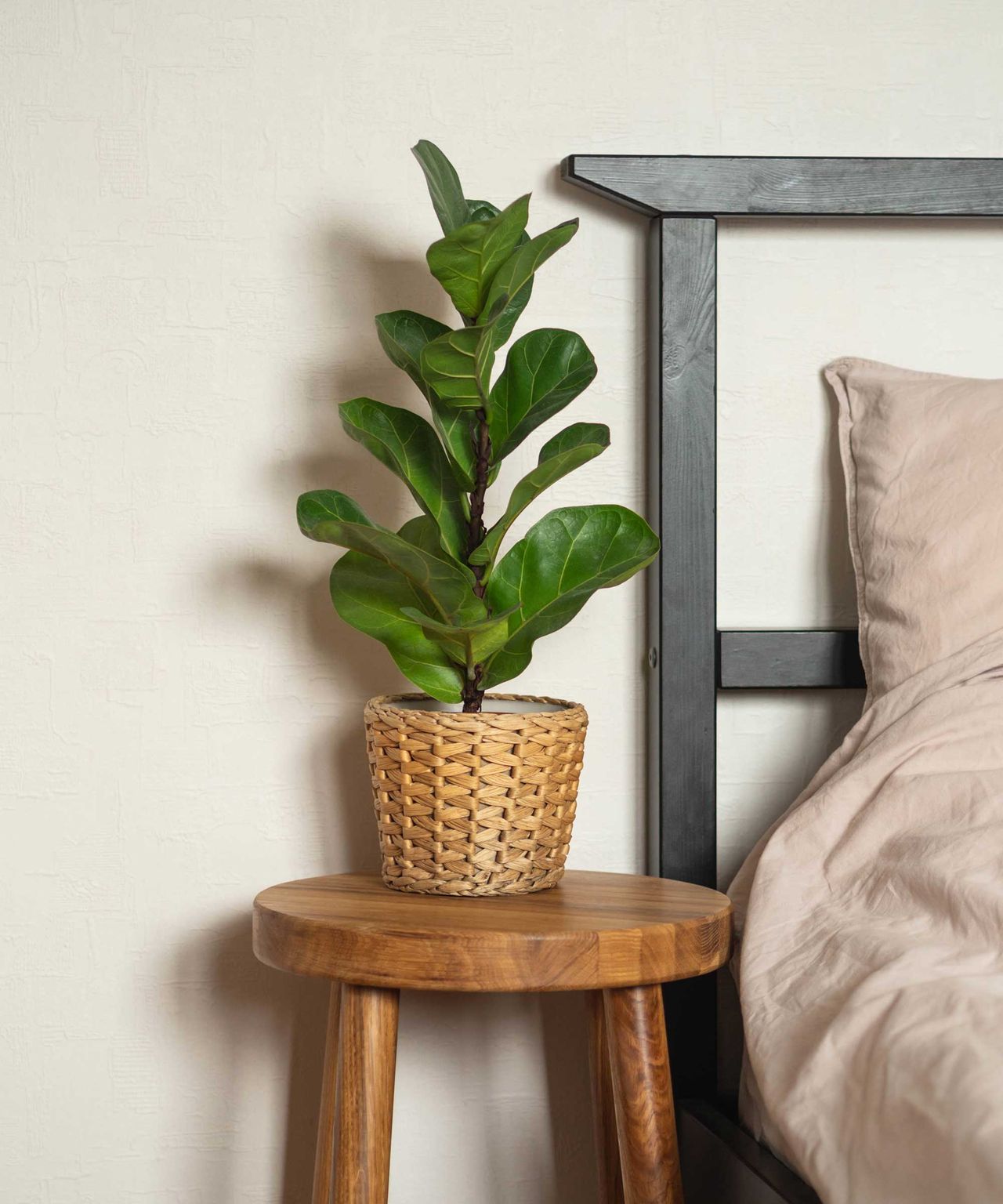 How to care for a fiddle leaf fig — 8 expert tips | Real Homes