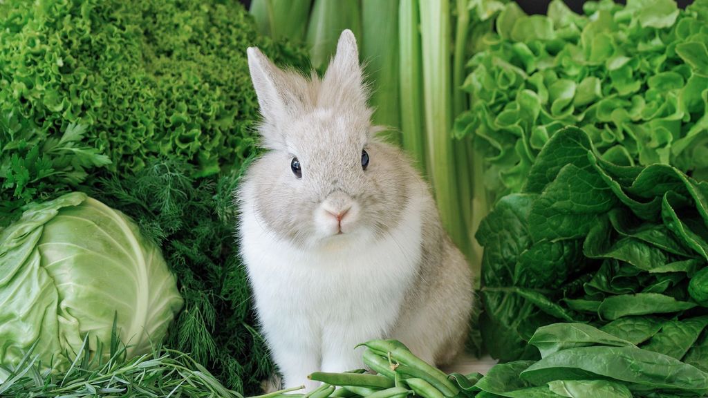 32 surprising things rabbits can eat | PetsRadar