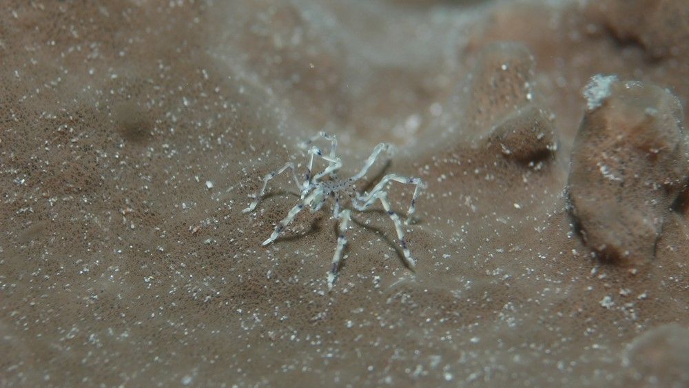 Sea spiders can regrow their anuses, scientists discover | Live Science