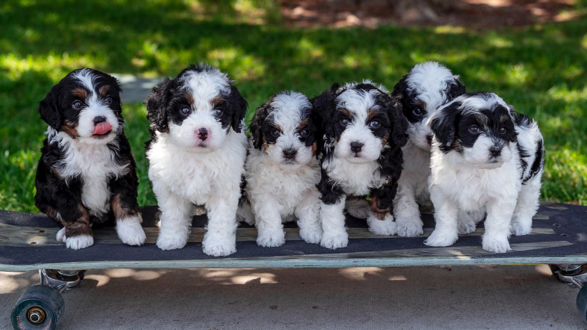 Bernedoodle: Breed profile | PetsRadar