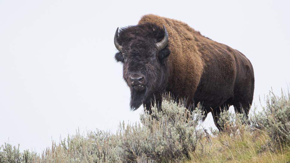 Enraged bison sends six Yellowstone tourists running for their lives ...