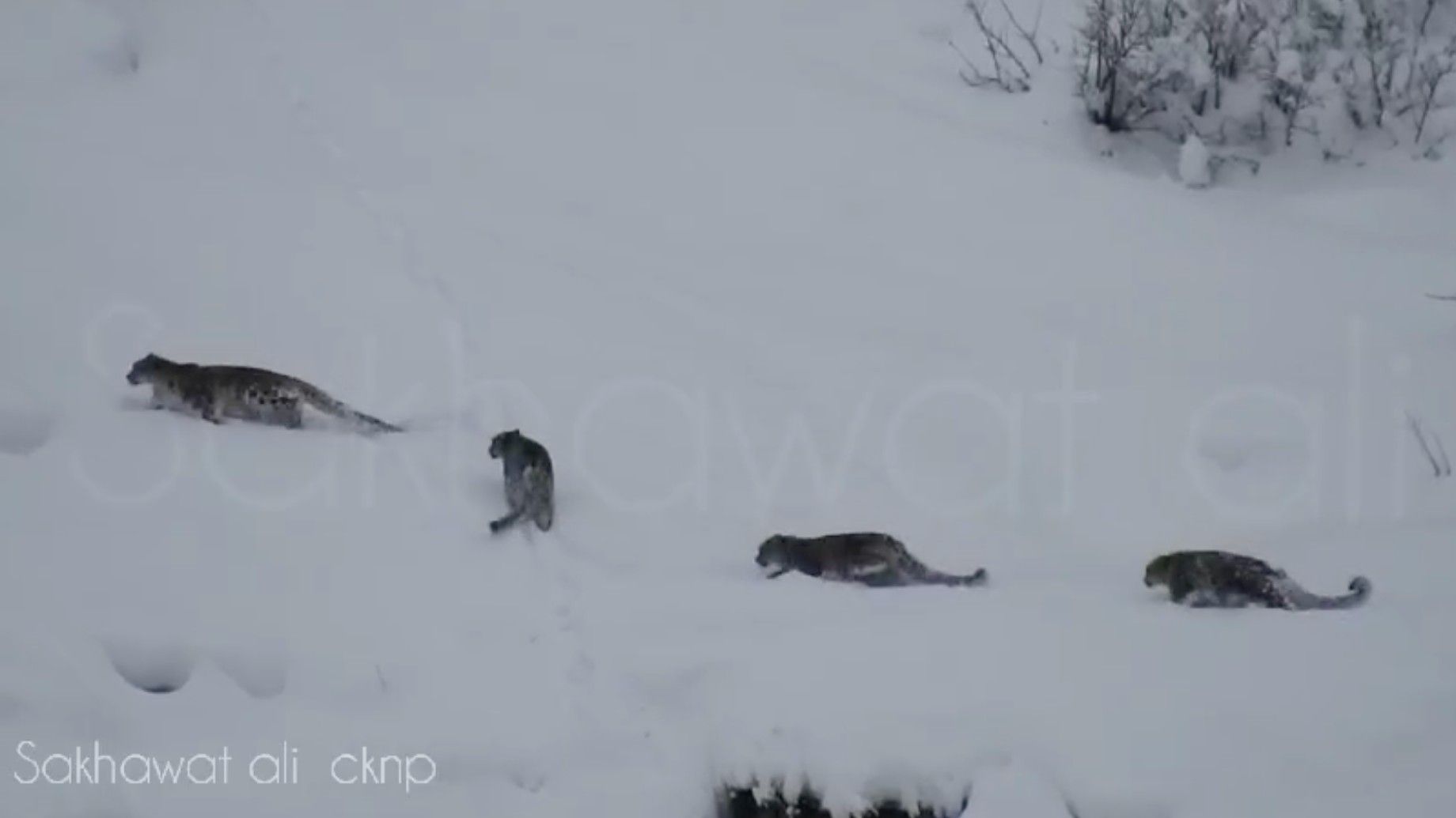 4 snow leopards spotted together on remote Pakistan mountain in rare footage | Live Science
