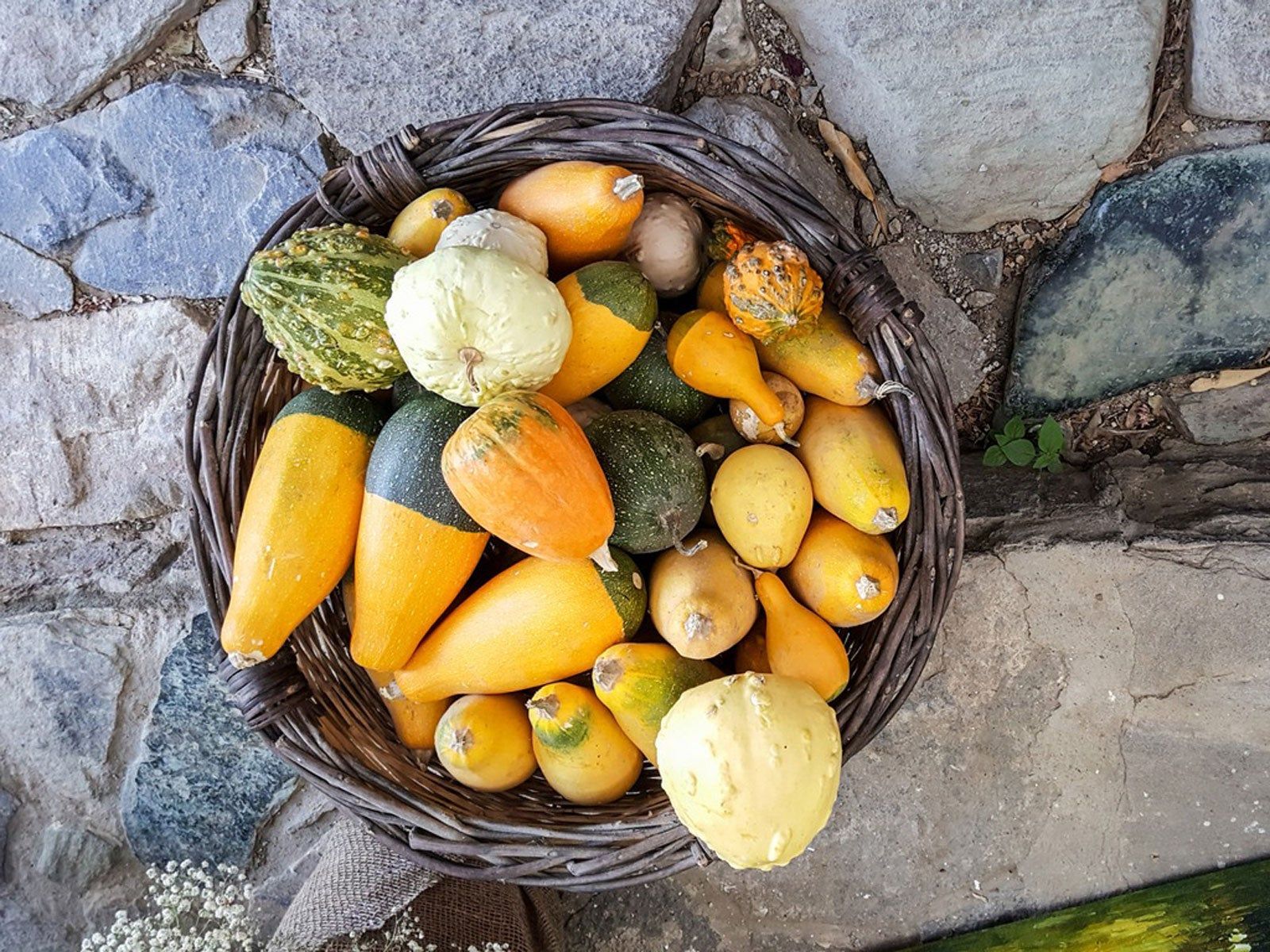 Gourd Edibility – Can You Eat Gourds From The Garden Or Store ...