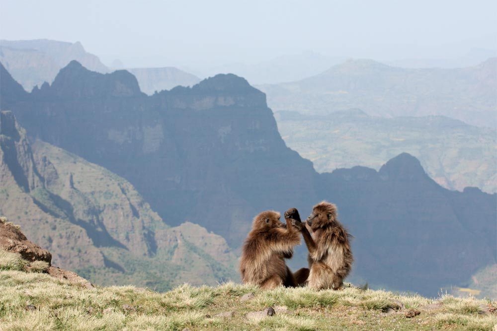 Image Gallery: Cute Gelada Monkeys | Live Science