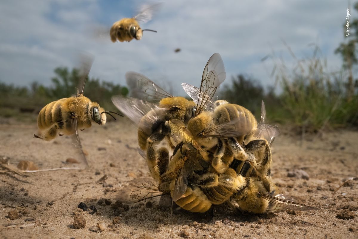 Buzzing bees, sperm-covered sea stars stun judges of Wildlife ...