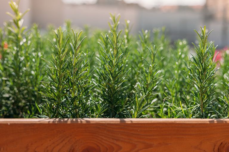 Best Flowers for Window Boxes — 6 Lively Blooms Experts Love | Livingetc