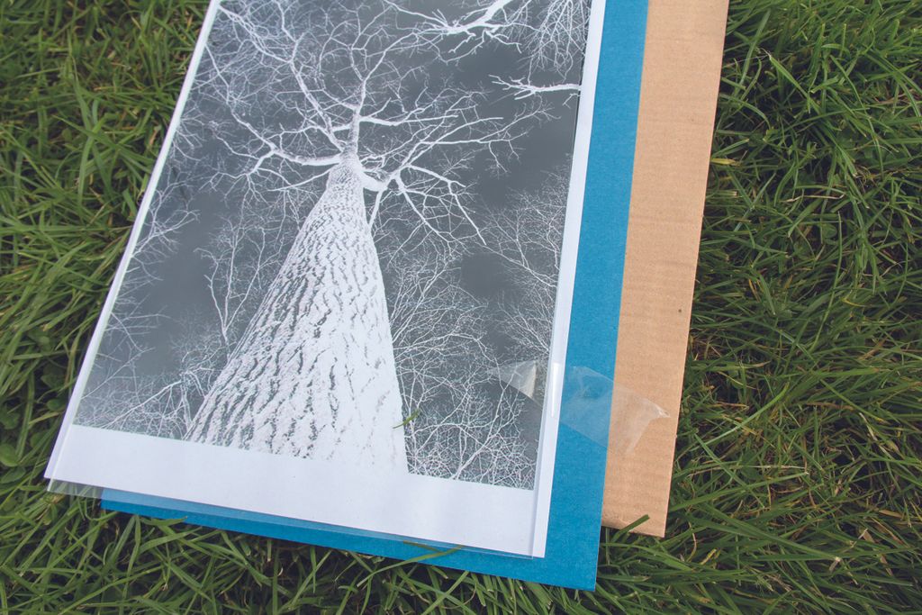Home photography ideas: How to make a sunprint in just 30 minutes ...