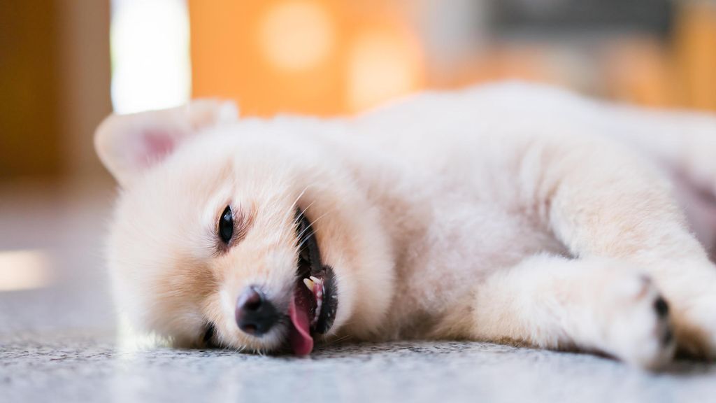 10 signs a dog is stressed | PetsRadar