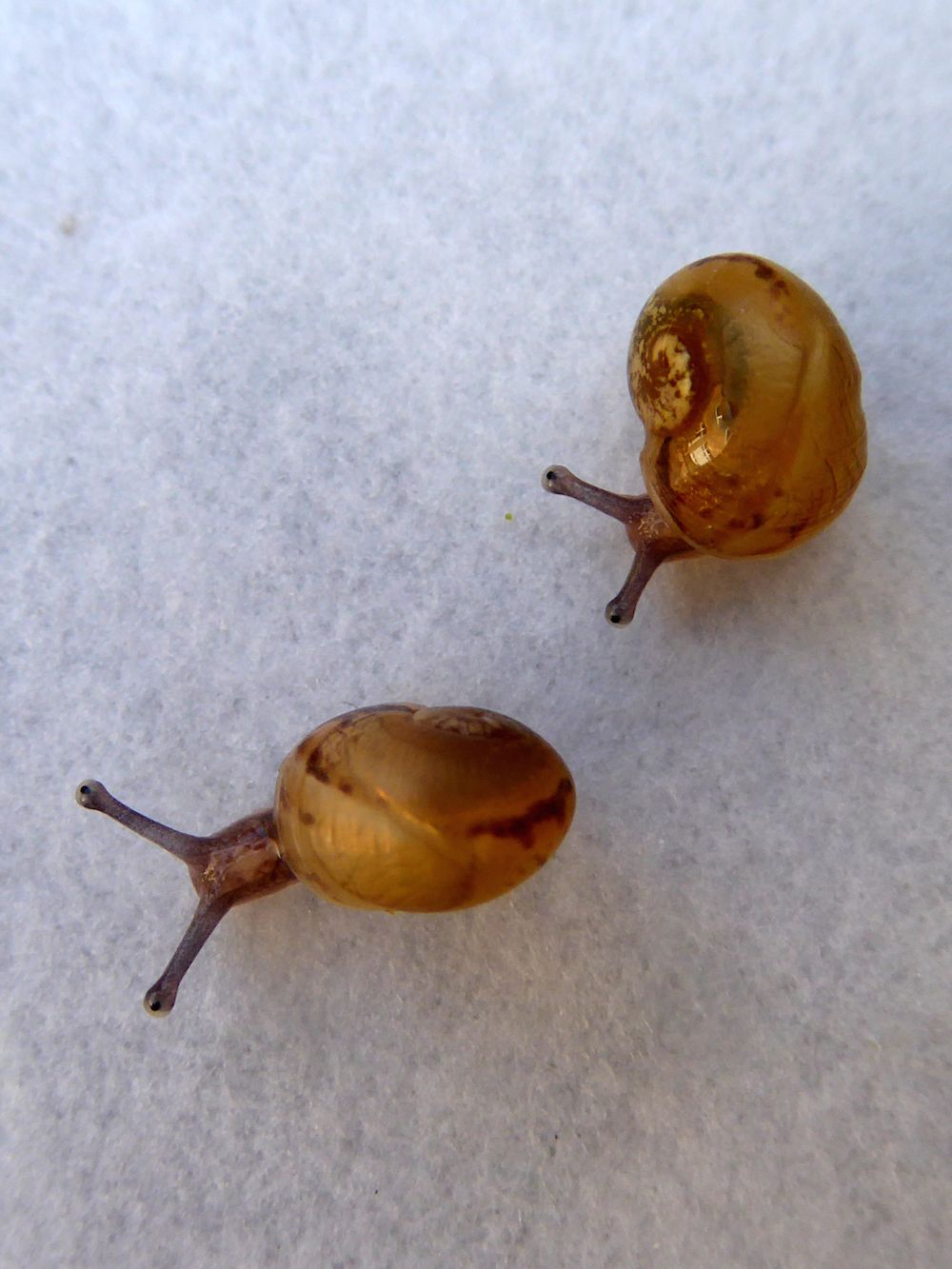 Photos: 'Lefty'-Shelled Snails Have 'Righty' Babies | Live Science