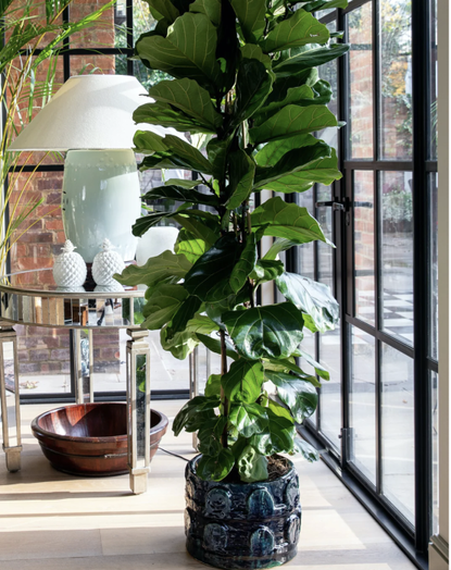 5 Clever Tricks to Use Indoor Screening Plants to Make Your Home Feel ...