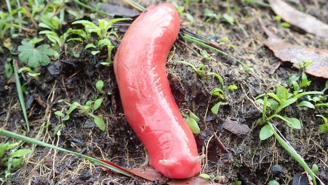 Mount Kaputar pink slug: The giant hot-pink mollusk found only on a ...