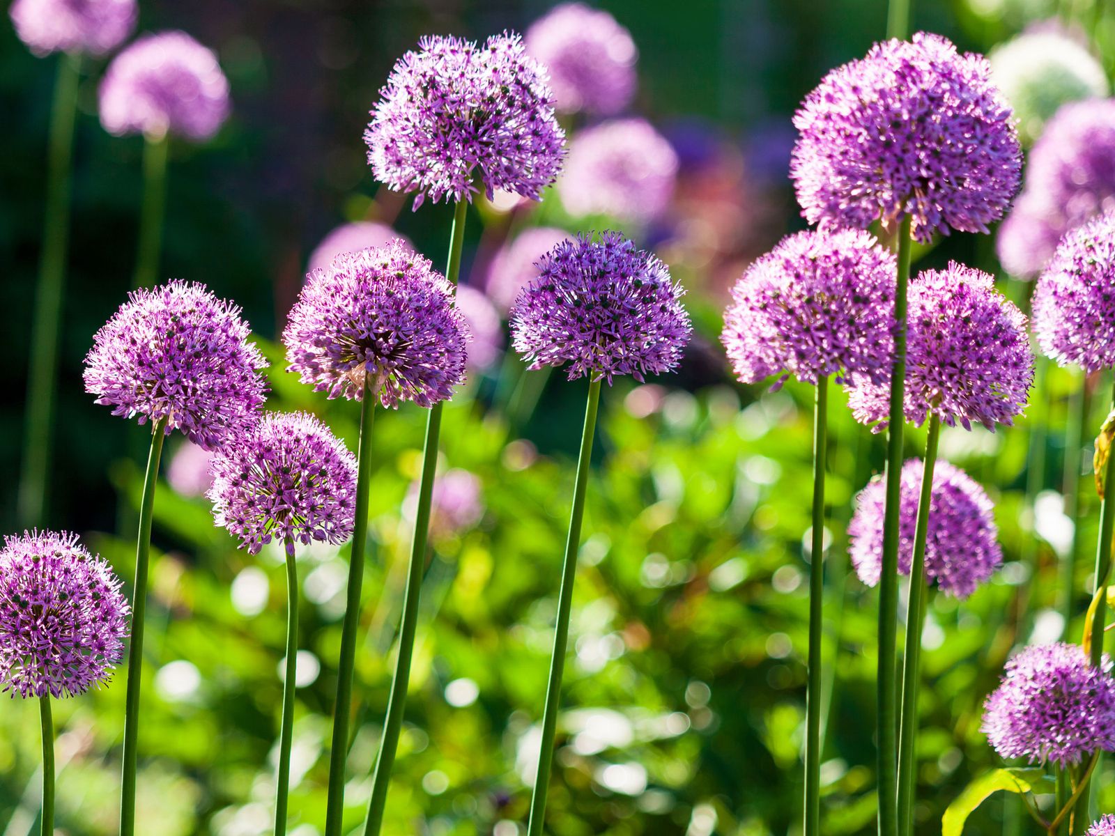 5 Mistakes That Are Making Your Yard Look Untidy | Livingetc